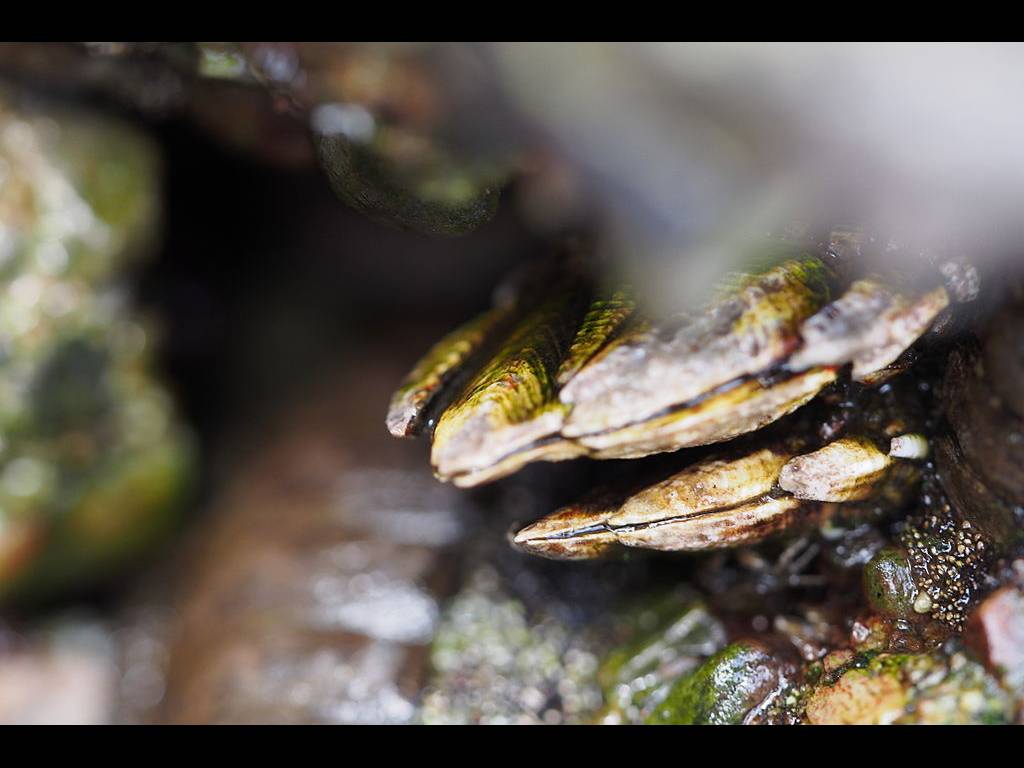 カメノテ Capitulum mitella | ガイアノート (世界の動物・生きもの大図鑑)