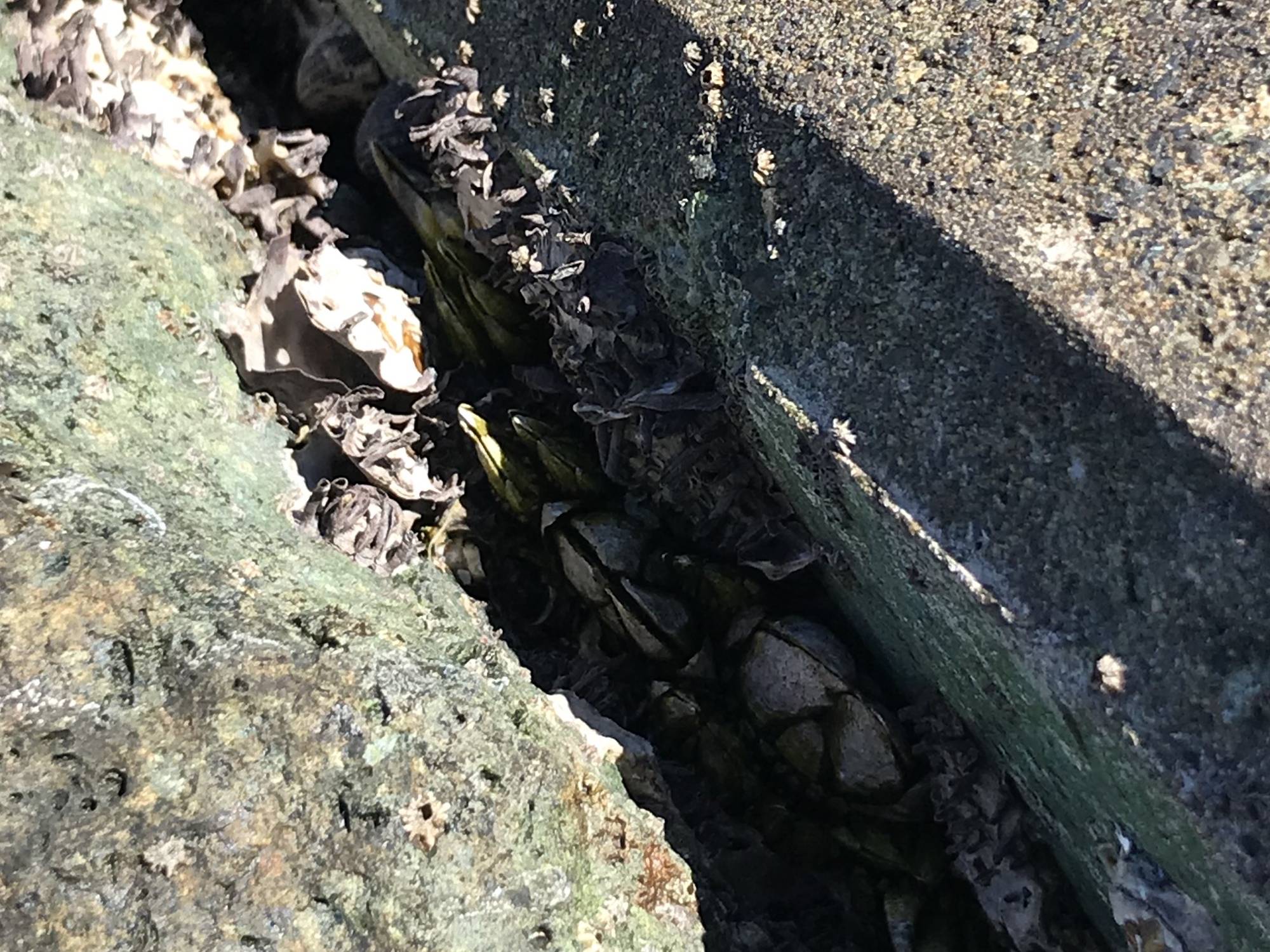 カメノテ Capitulum mitella | ガイアノート (世界の動物・生きもの大図鑑)