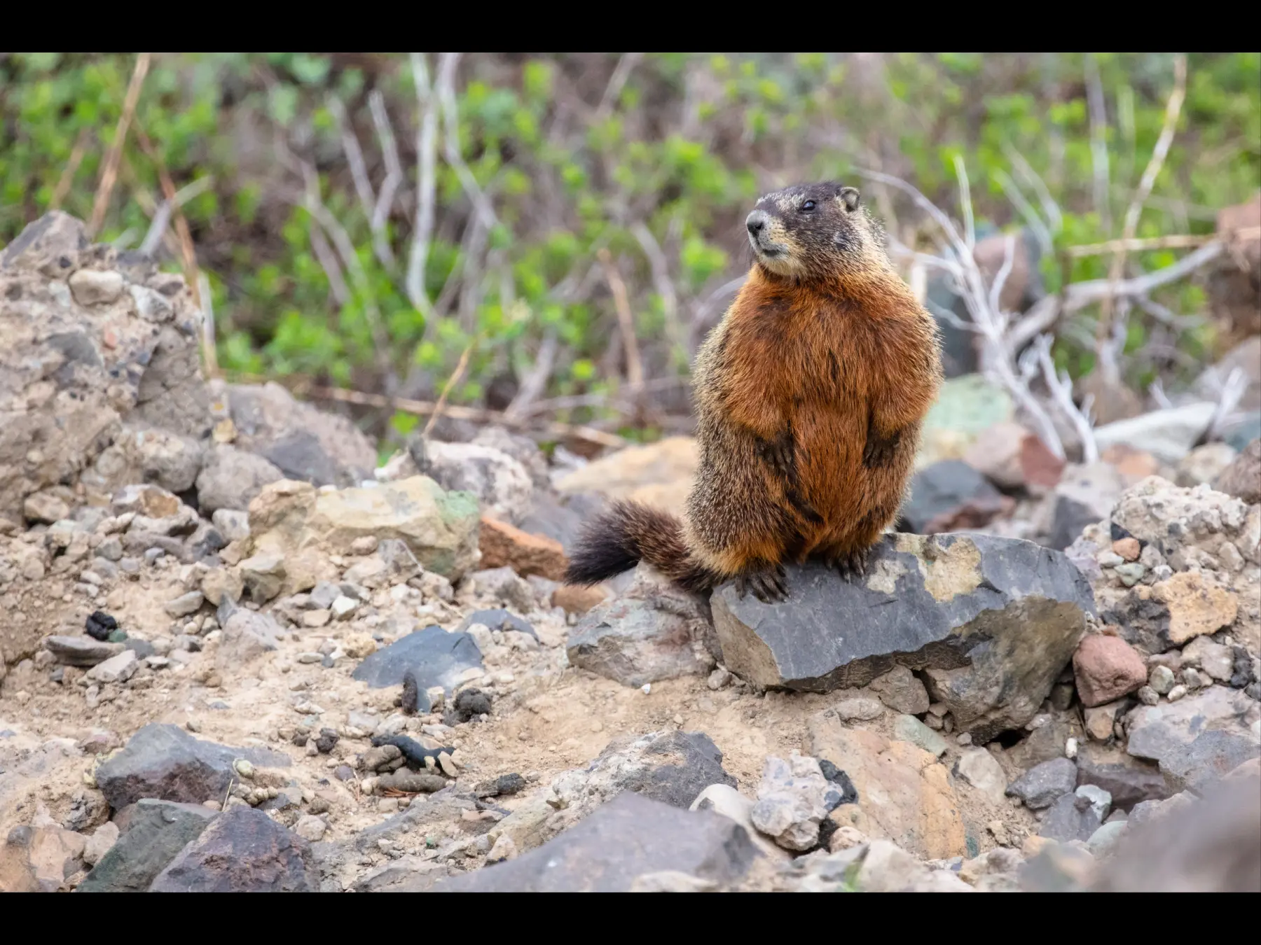 キバラマーモット Marmota flaviventris | ガイアノート (世界の動物・生きもの大図鑑)