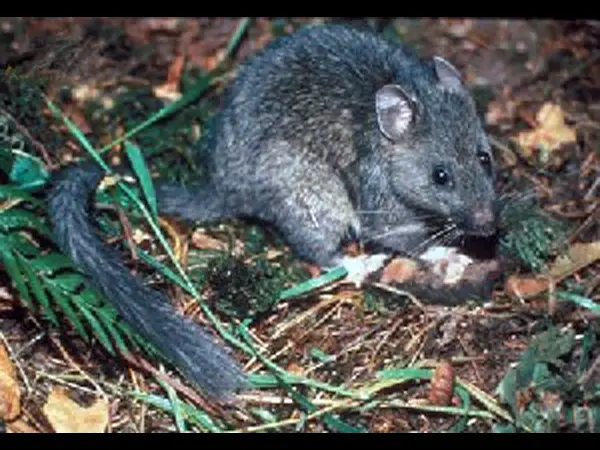 フサオウッドラット Neotoma cinerea | ガイアノート (世界の動物・生きもの大図鑑)