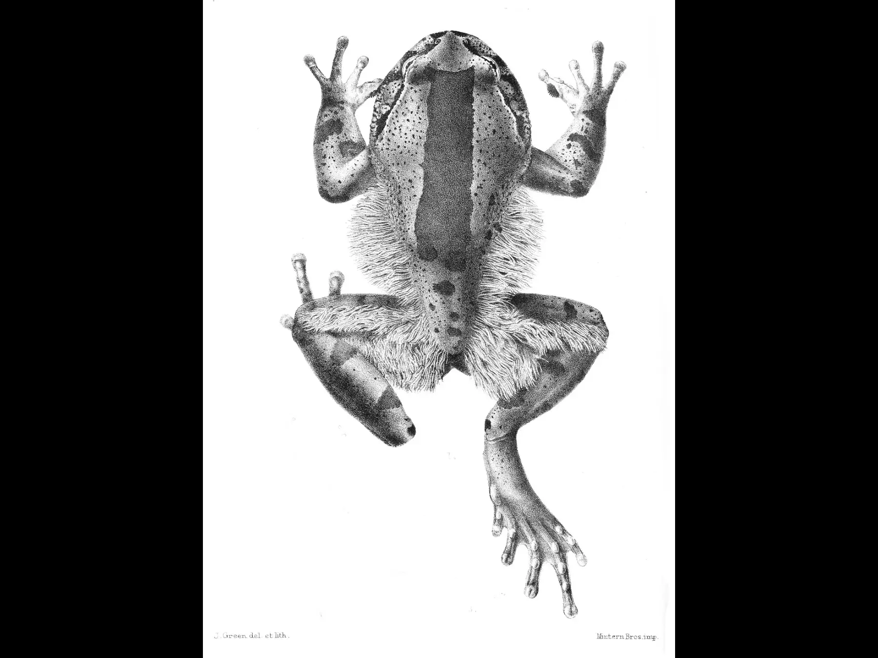 ヘアリーフロッグ Trichobatrachus robustus | ガイアノート (世界の動物・生きもの大図鑑)