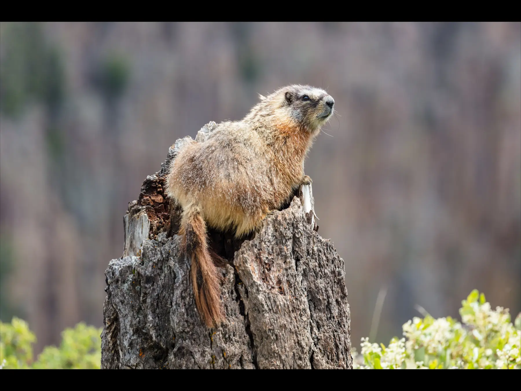 キバラマーモット Marmota flaviventris | ガイアノート (世界の動物・生きもの大図鑑)