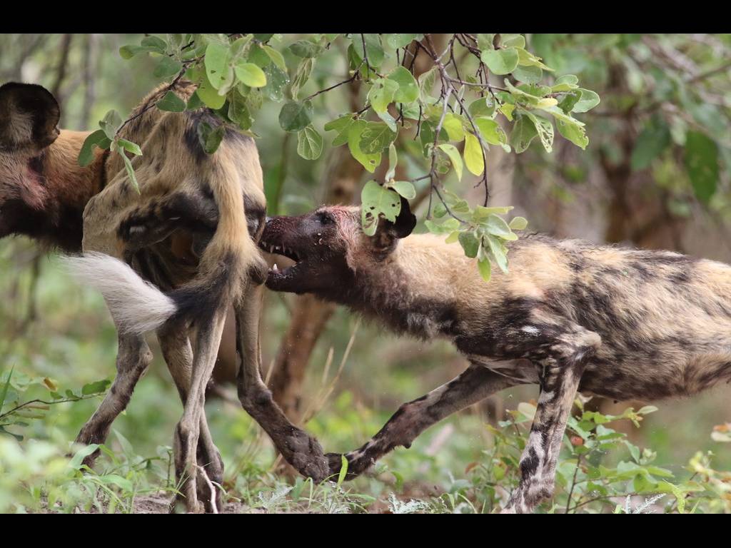 リカオン Lycaon pictus | ガイアノート (世界の動物・生きもの大図鑑)