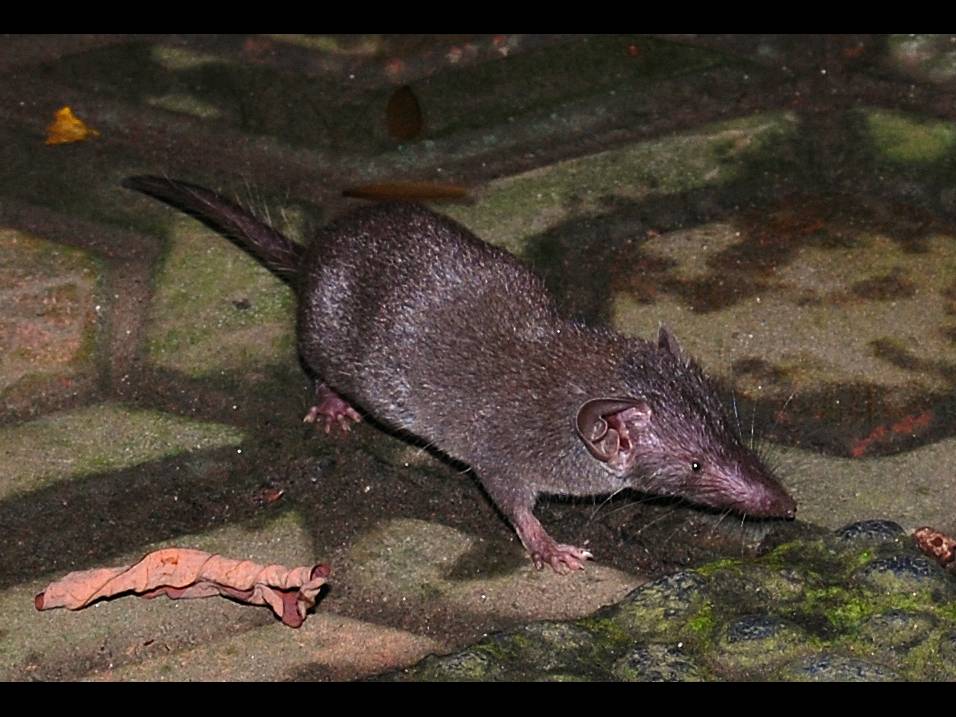 ジャコウネズミ Suncus murinus | ガイアノート (世界の動物・生きもの大図鑑)